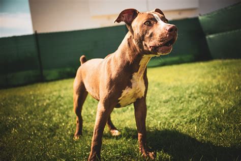 플로피 귀 배경으로 잔디에 서 젊은 핏 가든에서 스 태 포드 셔 불 테리어 개에 대한 스톡 사진 및 기타 이미지 개 개과 귀여운 Istock