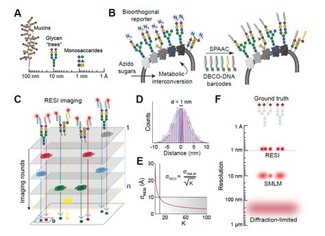 Ångström Resolution Imaging Of Cell Surface Glycans Glycopedia