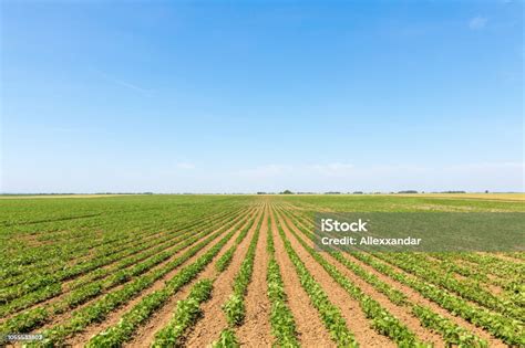 녹색 숙성 콩 필드입니다 녹색 콩의 행입니다 콩 농장입니다 대두 콩에 대한 스톡 사진 및 기타 이미지 대두 콩 0명 계절 Istock