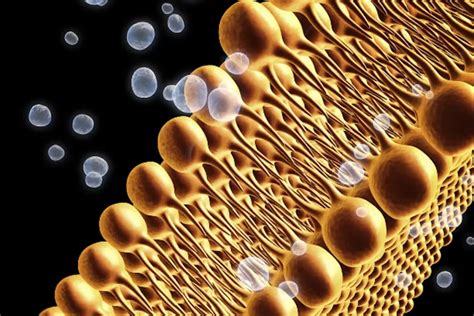 Pemilihan Lipid Nanostructured Lipid Carrier Untuk Pemakaian Topikal Universitas Airlangga