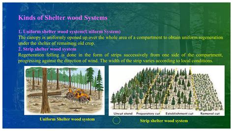 Silviculture System FOR201 PPTX