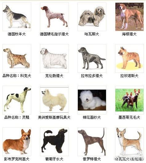 一组图教你认识狗狗的种类
