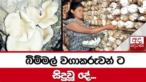 බිම්මල් වගාකරුවන් ට සිදුවූ දේ Youtube