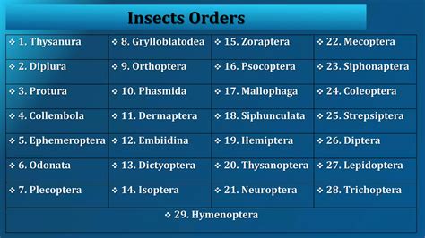 Insects Classification Pptx