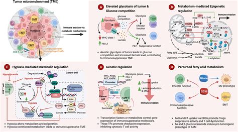 Immunosurveillance Encounters Cancer Metabolism Embo Reports