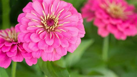 Diffe Types Of Light Pink Flowers Infoupdate Org