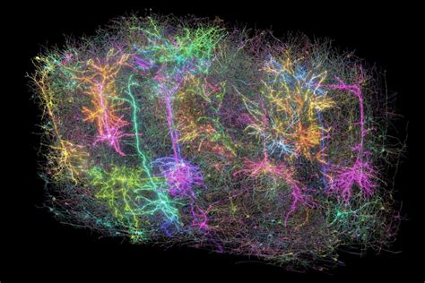 Scientists Map Part Of A Mouses Brain Thats So Complex It Looks Like A Galaxy North Shore News