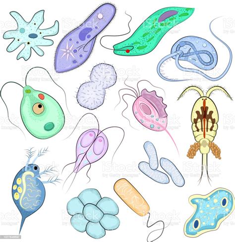 미생물 미생물 미생물 또는 흰색 배경에 고립 된 박테리아의 바이러스 벡터 세균 감염 바이러스와 같은 질병 그림 악성 박테리아 세트 0명에 대한 스톡 벡터 아트 및 기타