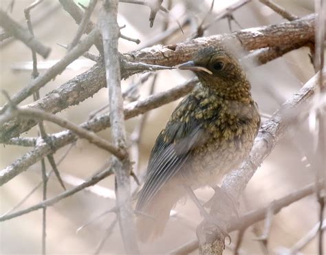 White Browed Robin Chat Juvenile Birdlife Ethekwini Kzn