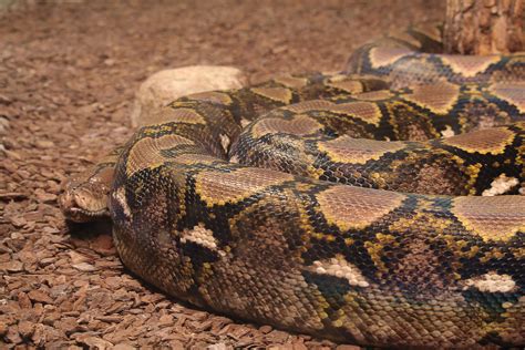 Reticulated Python By Pienielukka On Deviantart