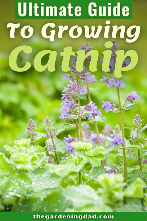 How To Grow Catnip 10 Easy Tips Growing Catnip Catnip Herbs