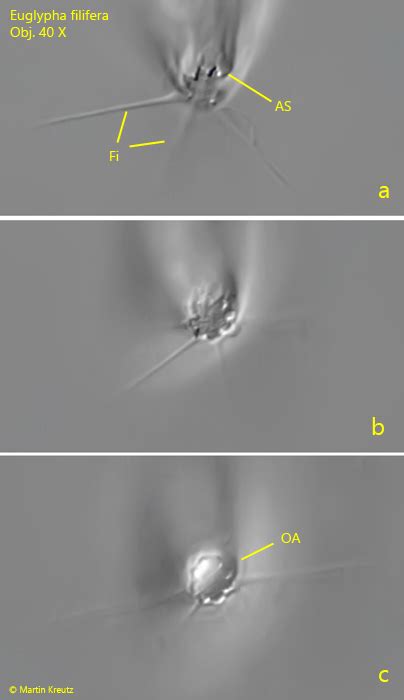 Euglypha Filifera Real Micro Life