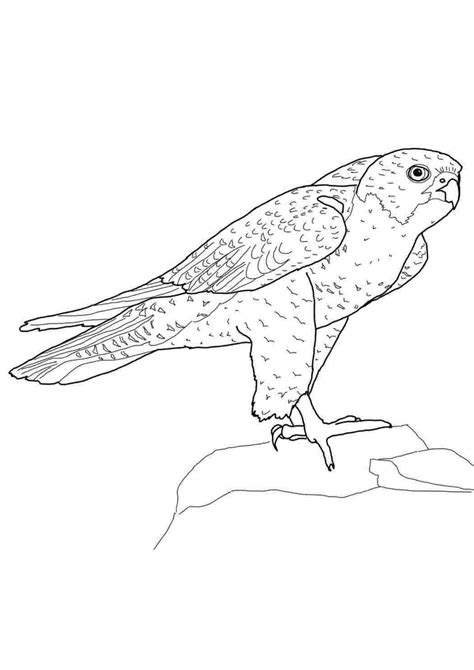 Раскраски раскраски животных раскраска сапсан Раскраски раскраски животных раскраска сапсан
