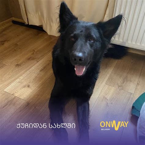 Onway ეს შავი მარგალიტი ჩემს უბანში შემთხვევით აღმოჩნდა დაახლოებით ორი საათი ვიყავით ერთად