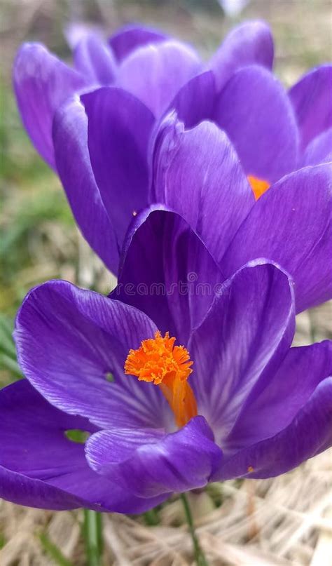 Flowers On Garden Springer Stock Image Image Of Flower Springer 272856867