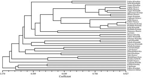 Upgma Dendrogram Produced Using Dices Coefficient Based On Ssr Data Download Scientific
