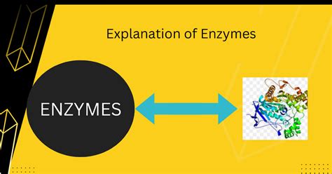 Enzymes Explanation Of Enzymes Zain