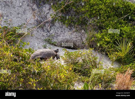 A Gopher Tortoise Gopherus Polyphemus Is Walking Towards His Burrow In A Dry Coastal Uplands