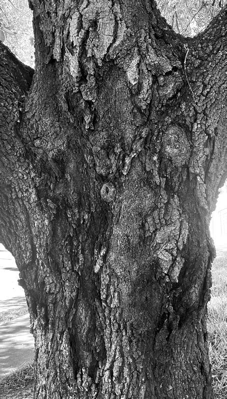 Freeze And Fungus Contribute To Tree Bark Loss Alpine Avalanche