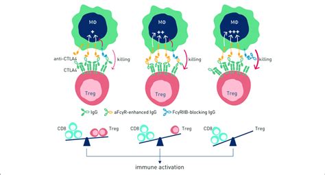 Antibody Induced Antitumor Immunity Can Be Enhanced By Modulation Of Download Scientific