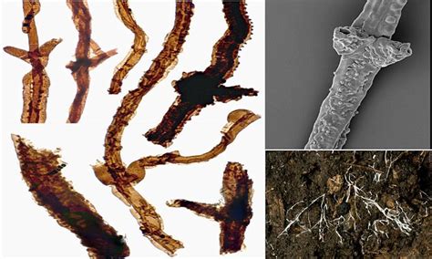 440 Million Year Old Fossilised Mushroom Is Oldest Organism To Have Lived On Dry Land Daily