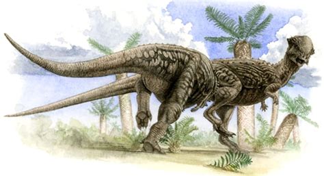 Pachycephalosaurus Head Butting
