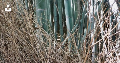 들판에 녹색 대나무 막대기 무리 사진 Unsplash의 무료 아라시야마 아사츠키초 이미지