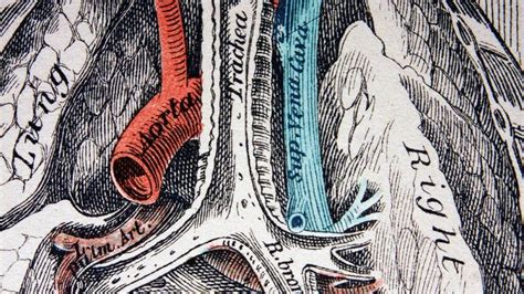 Tension Pneumothorax Signs What To Look For And More