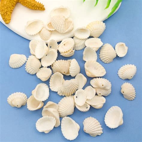 Bulk Seashells Etsy