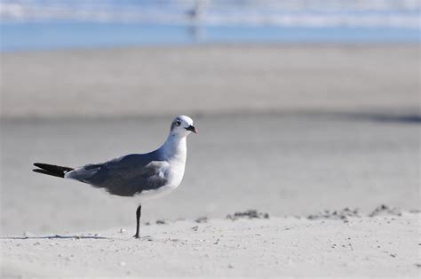 무료 이미지 선셋 비치 갈매기 새 해조 부리 육지 Charadriiformes 깃 하늘 웨이브 모래 바다 물 4288x2848 Jeongho