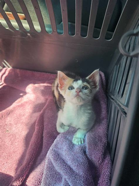 Ariel Rescue Friends