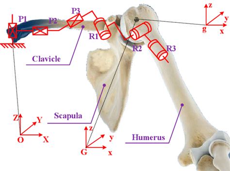 Figure 2 From A Kinematic Model Of The Shoulder Complex Obtained From A