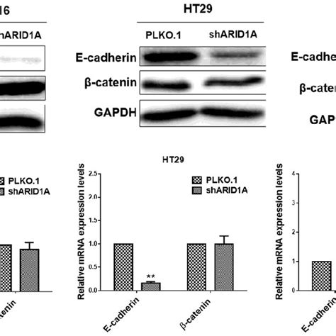 Edu Assay For Organoid Proliferation In A Tnfα Enriched Condition Edu