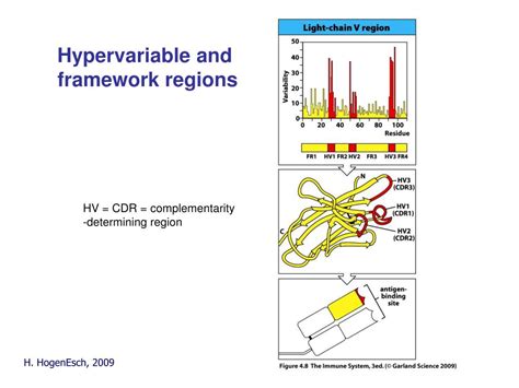 Ppt Antibody Structure And Function Powerpoint Presentation Free Download Id487371