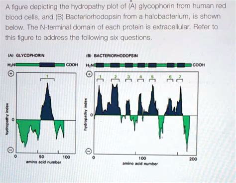 Solved A Figure Depicting The Hydropathy Plot Of A Glycophorin From