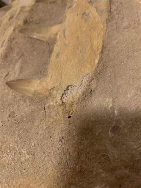 Id Request Friend Bought This Fossil At A Music Show And Swears Its Real Can We Confirm R