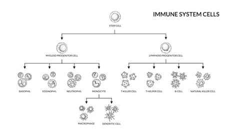 Premium Vector Cells Of Adaptive Immune System Human Cells With Names