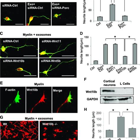Pathway By Which Exosomes Promote Mtor Activation Download Scientific Diagram