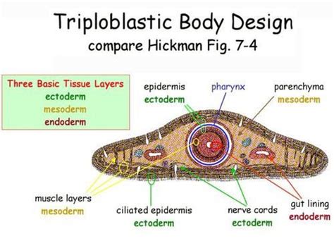 Flatworm Cross Section Diagram Spatial Transcriptomics Of A Parasitic