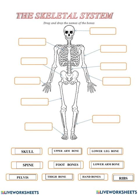 skeletal system diagram worksheets pdf printable worksheets