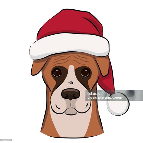 빨간 모자에 귀여운 슬픈 권투 선수 개 재미있는 크리스마스 인사말 복서 개에 대한 스톡 벡터 아트 및 기타 이미지 복서 개 일러스트레이션 크리스마스 Istock