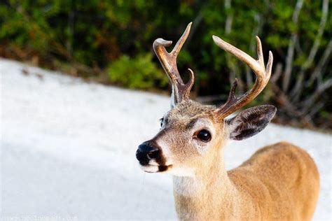Key Deer Artofit