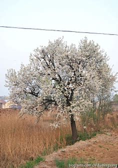 手绘素材 花瓣网 陪你做生活的设计师 家乡的杜梨树