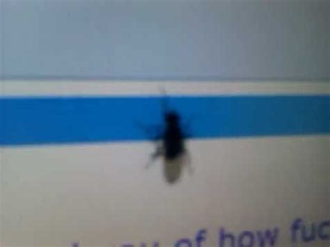 Bug On A Touchscreen YouTube