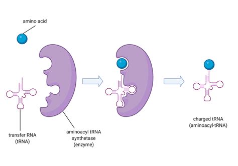 14 2 The Protein Synthesis Machinery College Biology I