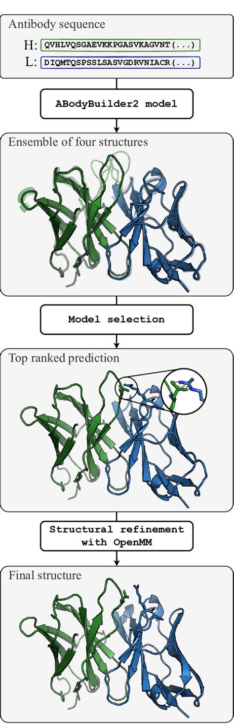Pipeline Used To Predict Structures By Abodybuilder2 First The Heavy Download Scientific