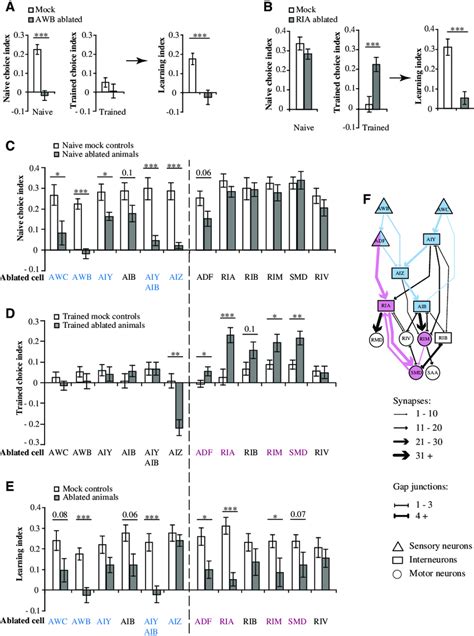 Two Different Neural Circuits In An Olfactory Network Regulate The Download Scientific Diagram