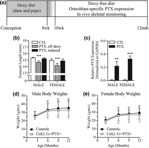 Doxycycline Doxy Mediated Suppression Of PTX Transgene Expression Download Scientific Diagram