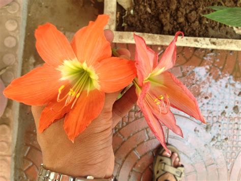 무료 이미지 주황색 꽃 피는 식물 아마 릴리스 Belladonna 꽃잎 복숭아 옥잠화 히피족 아마 릴리스 가족 오렌지 백합 백합 가족 알 스트로