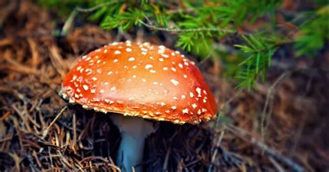 우울증·ptsd에 ‘환각버섯호주 치료제로 세계 첫 허용